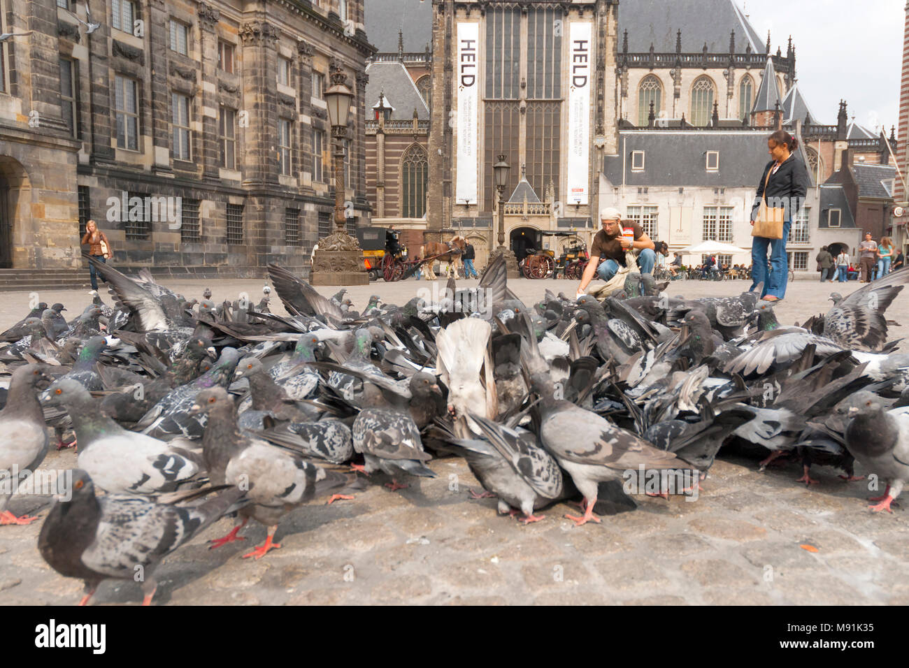 Stadsduiven op de Dam Amsterdam, Feral Pigeons on Dam square Amsterdam ...