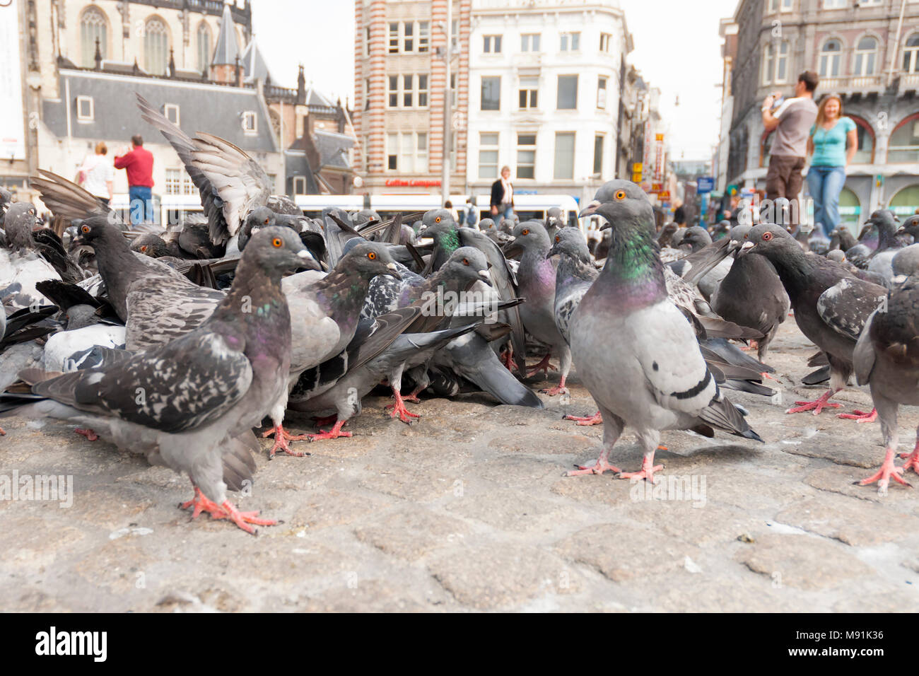 Duiven voeren hi-res stock photography and images - Alamy