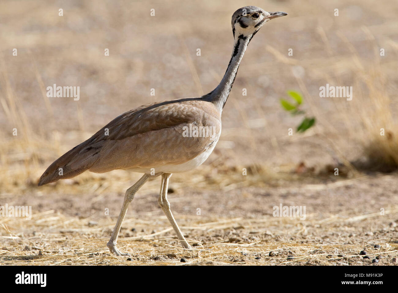 Ruppells trap hi-res stock photography and images - Alamy Ruppells trap hi-res stock photography and images - Alamy