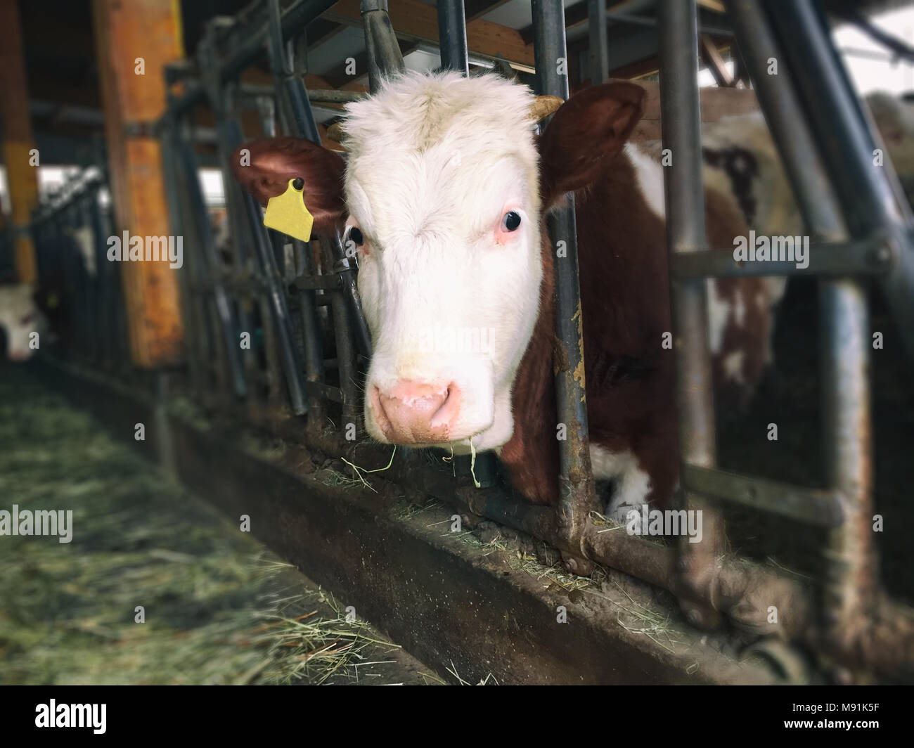 Agriculture and cow hi-res stock photography and images - Alamy
