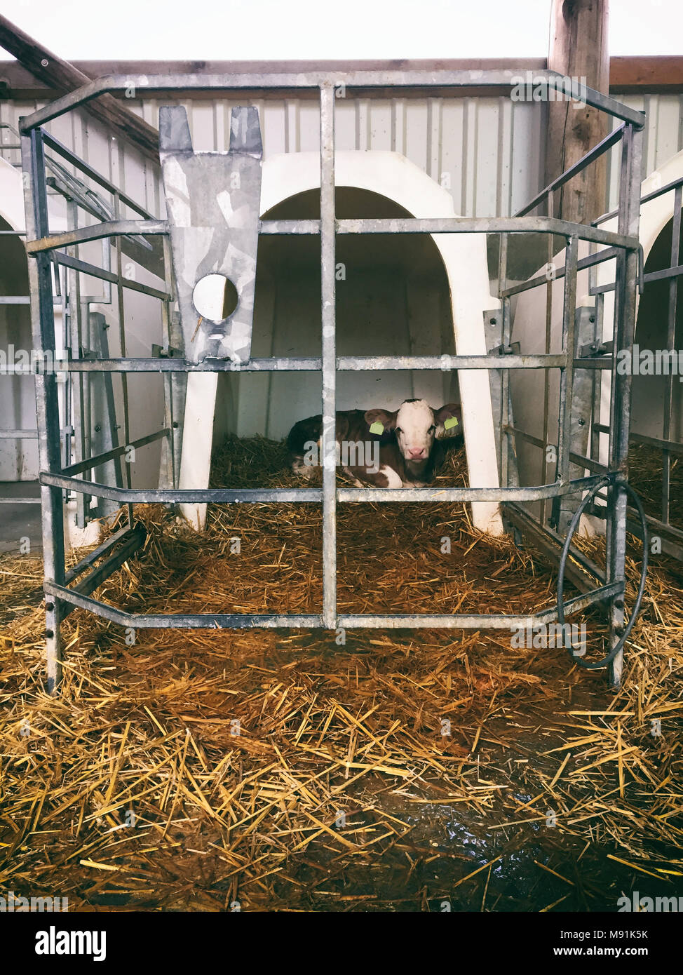 Isolated calf from the mother Stock Photo - Alamy