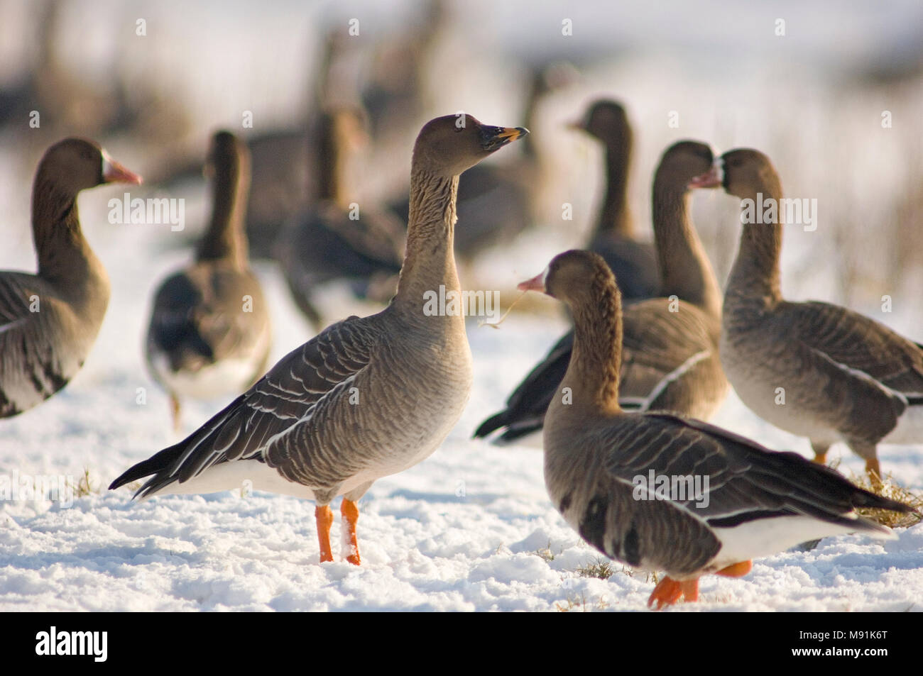 Kolganzen hi-res stock photography and images - Alamy