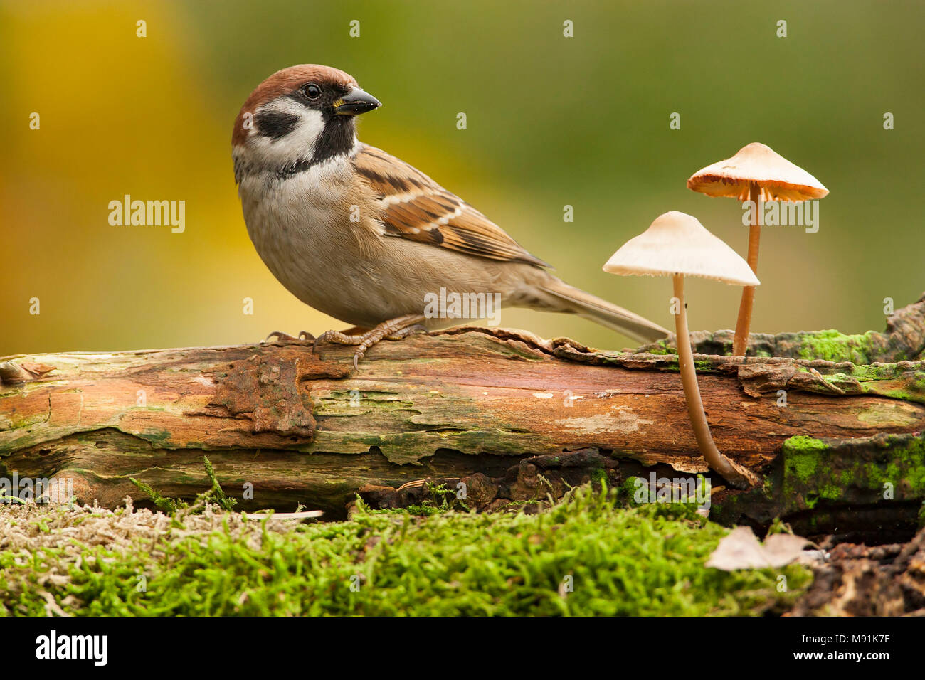 Ringmus op stronk met mos en paddenstoelen, Tree Sparrow at tree trunk ...