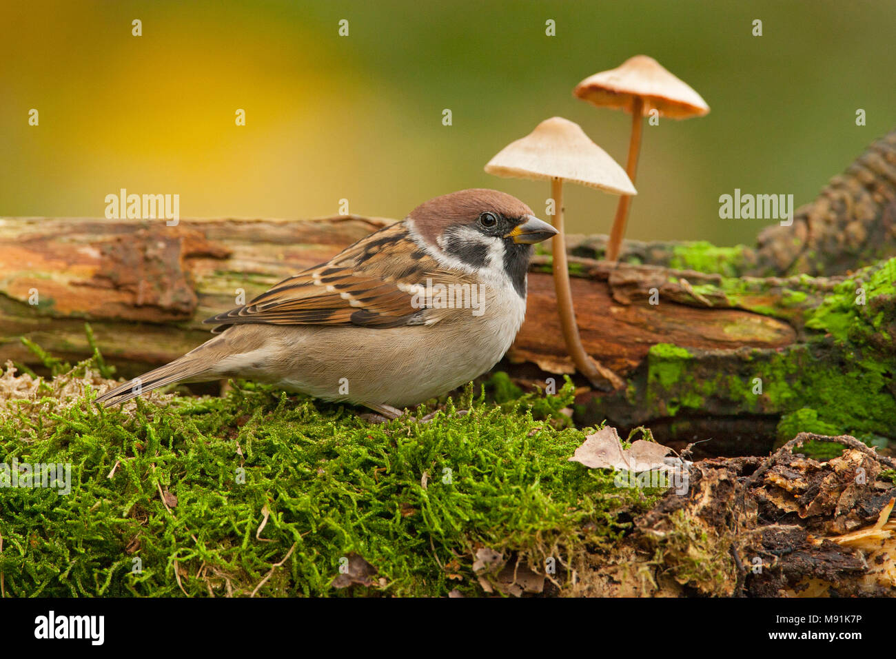 Ringmus op stronk met mos en paddenstoelen, Tree Sparrow at tree trunk ...