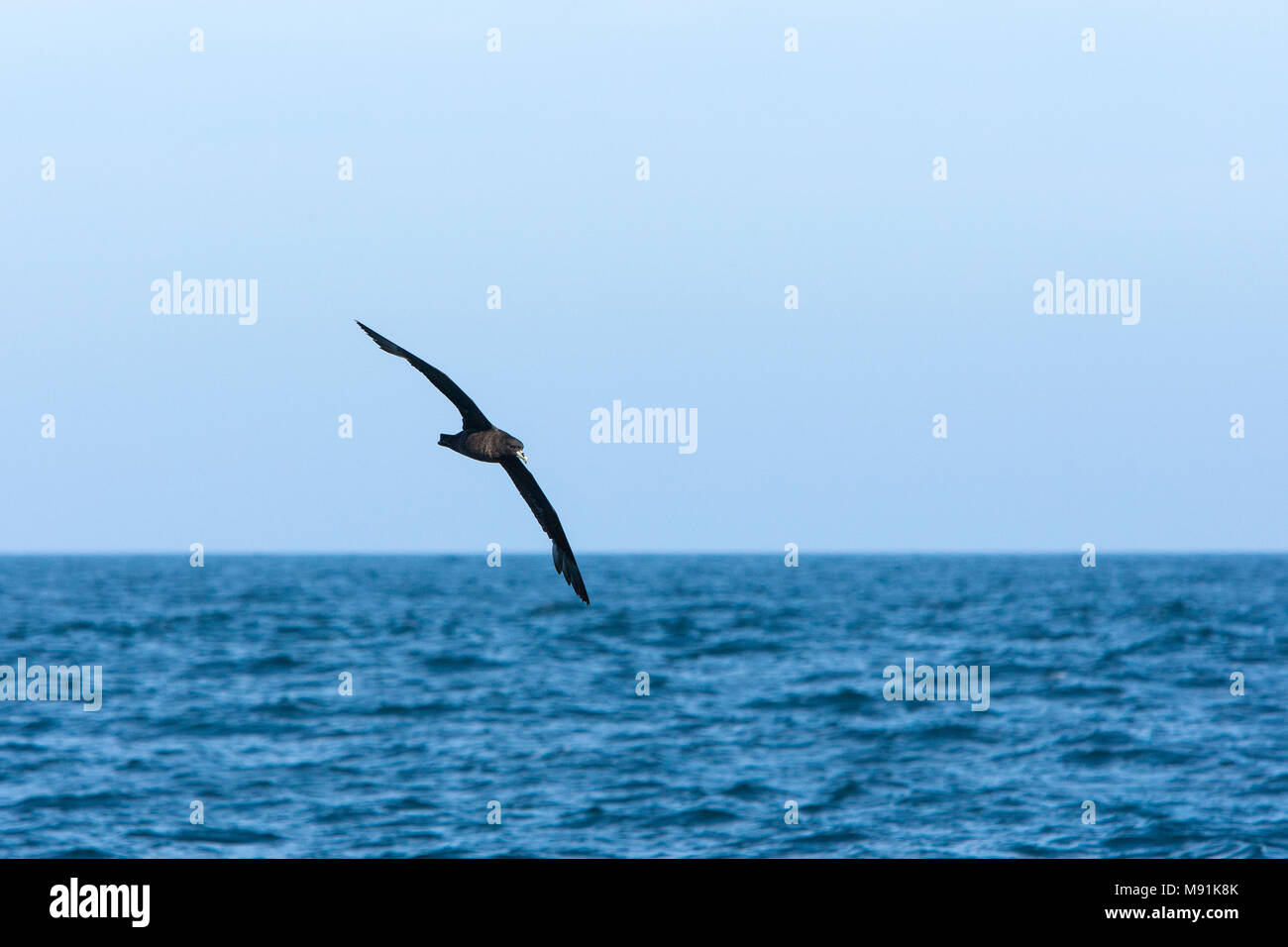 Petrel in flight hi-res stock photography and images - Alamy