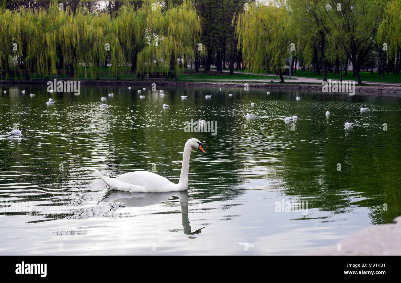 White swan on lake in spring city park. White swan swimming in pond ...
