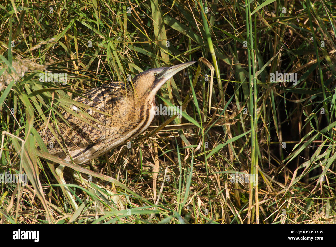 Roerdomp jaagt langs rietkraag, Great Bittern hunting in reedbed Stock ...