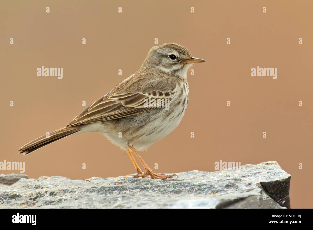 Berthelots pipit anthus berthelotii hi-res stock photography and images ...