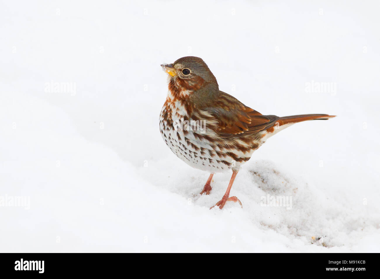 Fox sparrow hi-res stock photography and images - Alamy