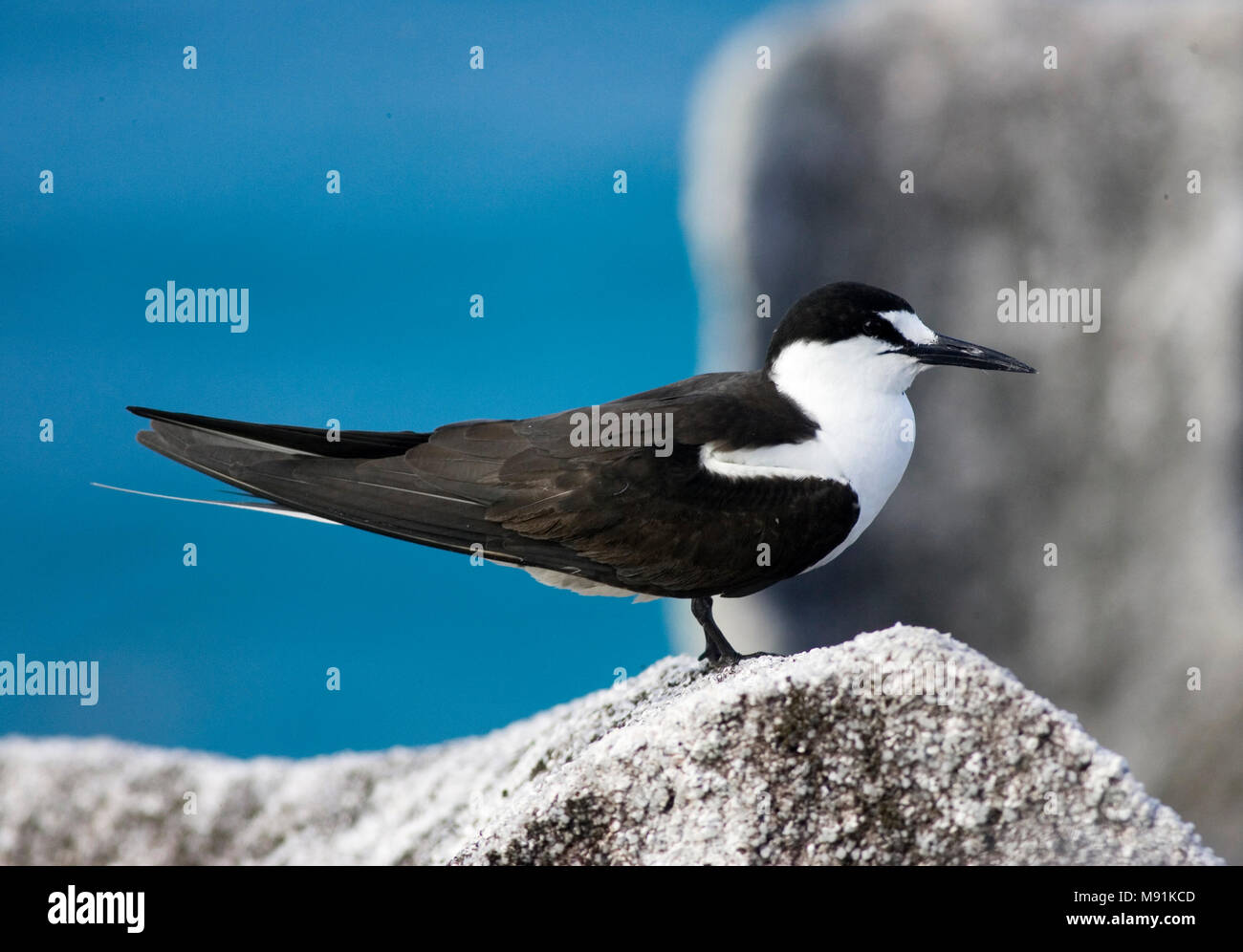 Sooty tern hi-res stock photography and images - Alamy
