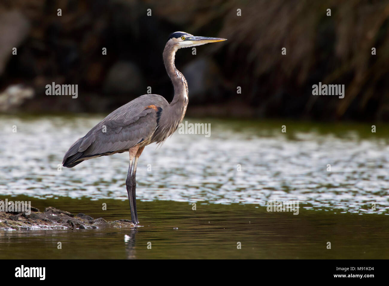 Great Blue Heron, Amerikaanse Blauwe Reiger Stock Photo - Alamy