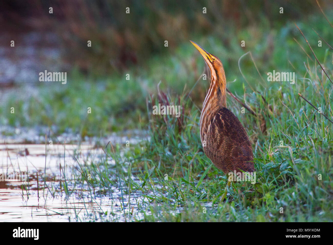 American bittern hi-res stock photography and images - Alamy