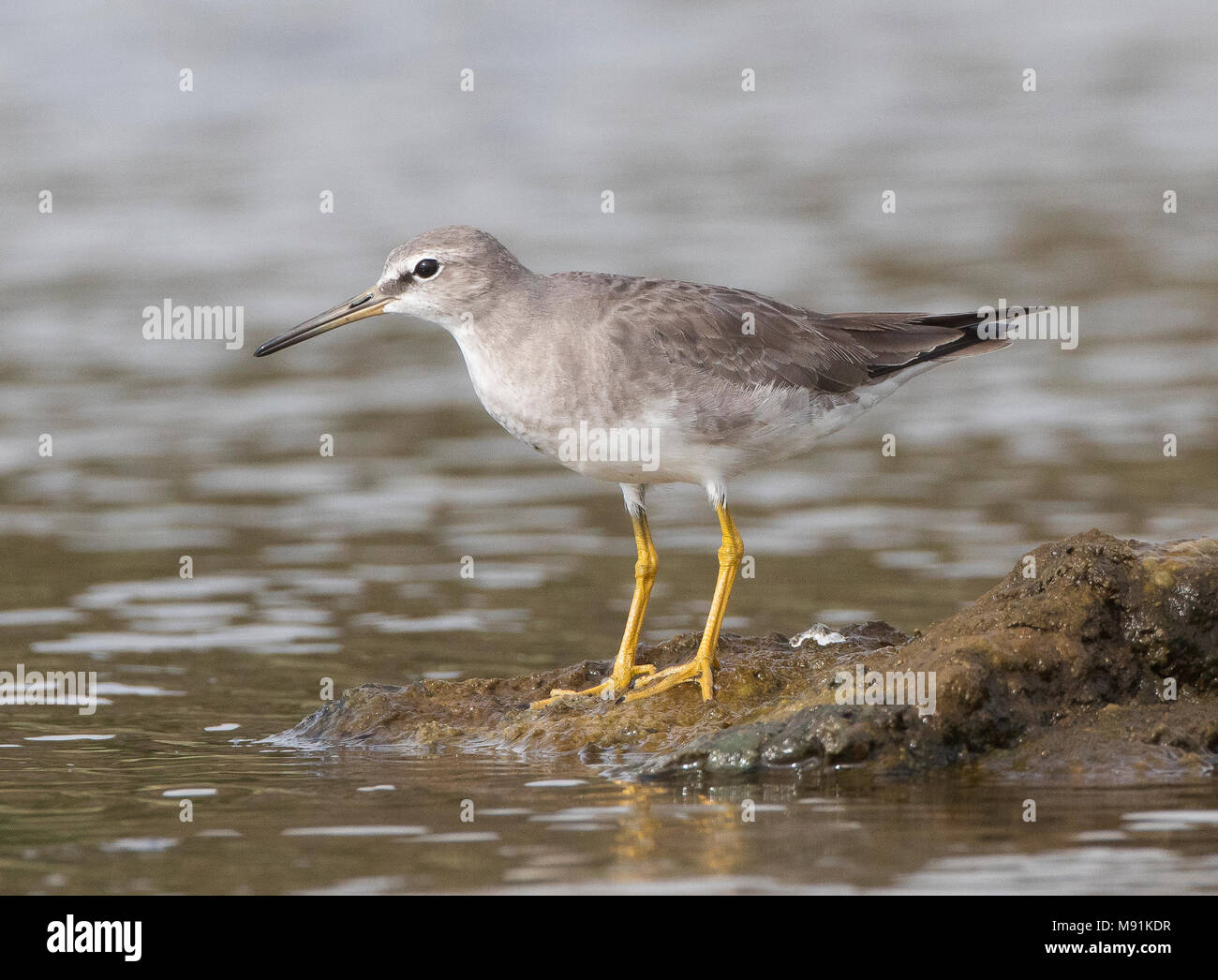 Grey tailed tattler tringa brevipes hi-res stock photography and images ...