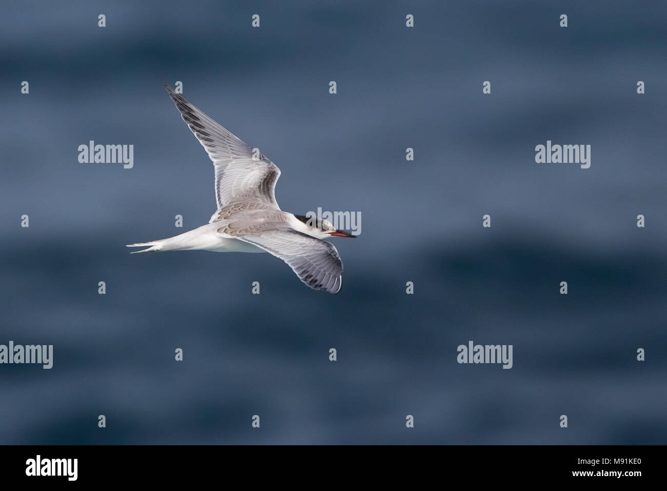 Common tern hi-res stock photography and images - Alamy