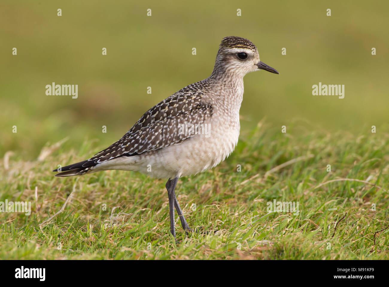 American bird vagrant hi-res stock photography and images - Alamy