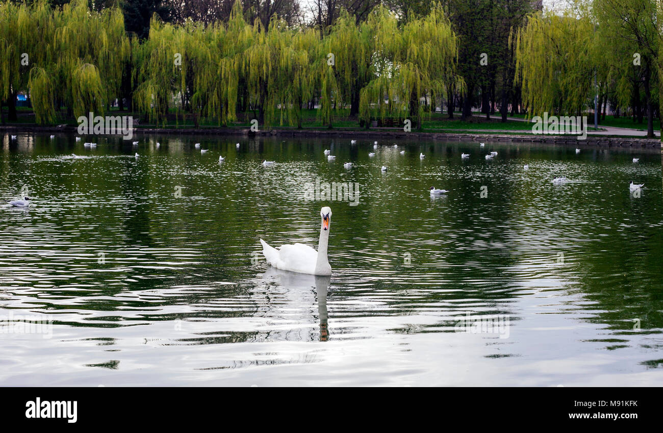 White swan on lake in spring city park. White swan swimming in pond ...