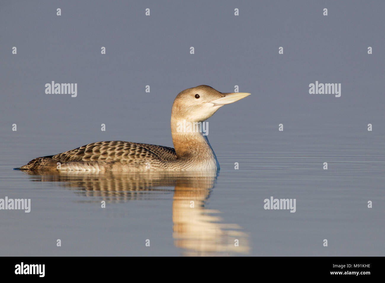 Yellow billed loon hi-res stock photography and images - Alamy