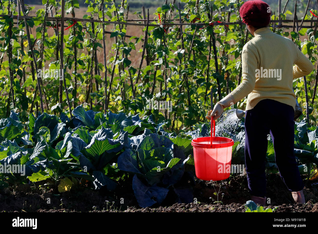 Rural life. Farmer watering vegetable in the field. Bac Son. Vietnam ...