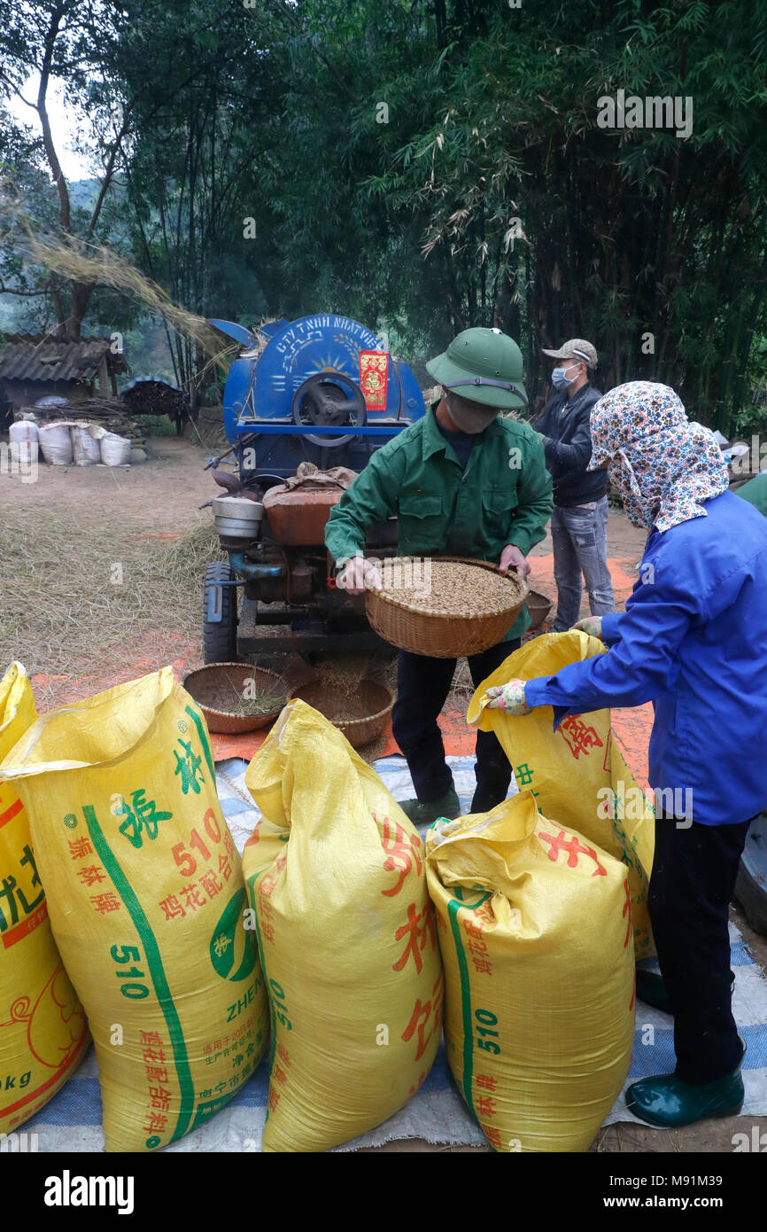Rice workers feed their freshly harvested rice into a threshing machine ...