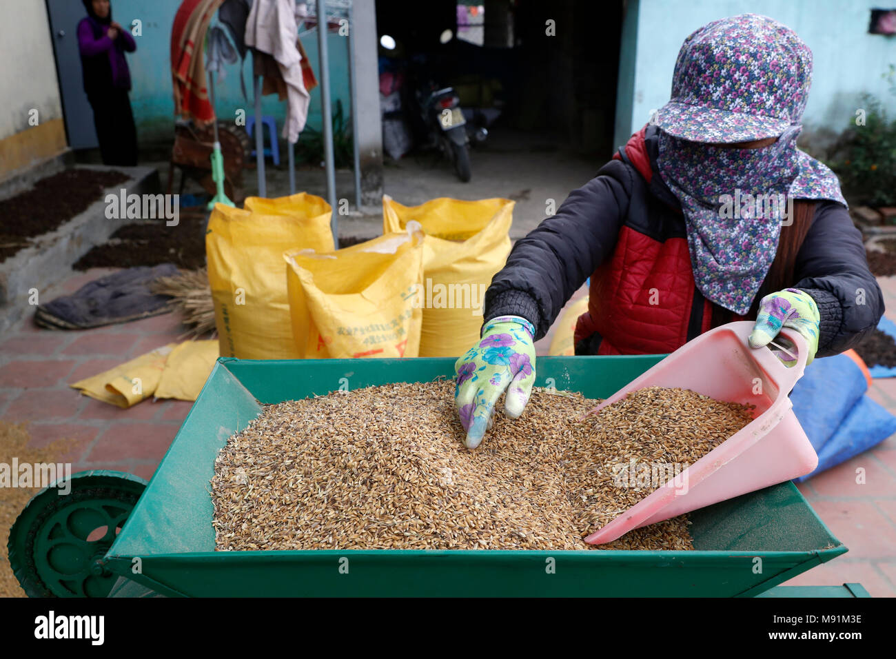 Winnowing rice hi-res stock photography and images - Alamy