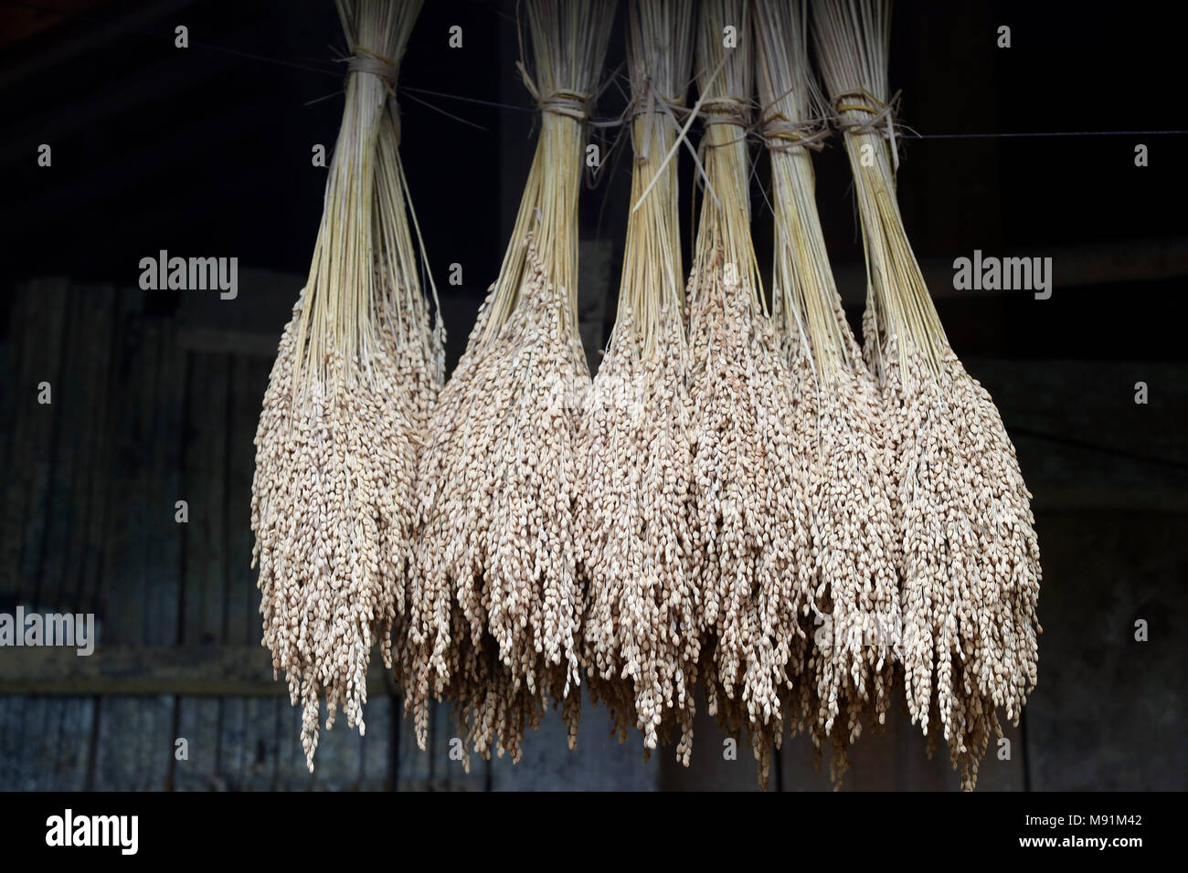 Harvested rice. Bac Son. Vietnam Stock Photo - Alamy