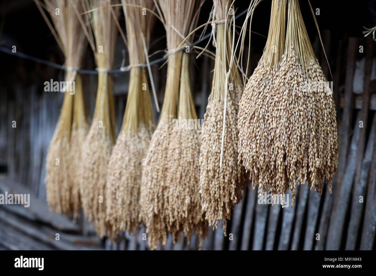 Harvested rice. Bac Son. Vietnam Stock Photo - Alamy