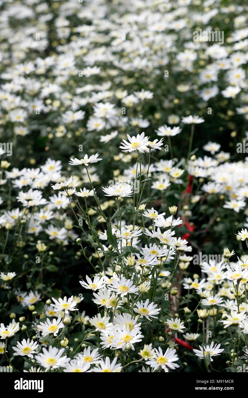 Vietnam field hi-res stock photography and images - Alamy