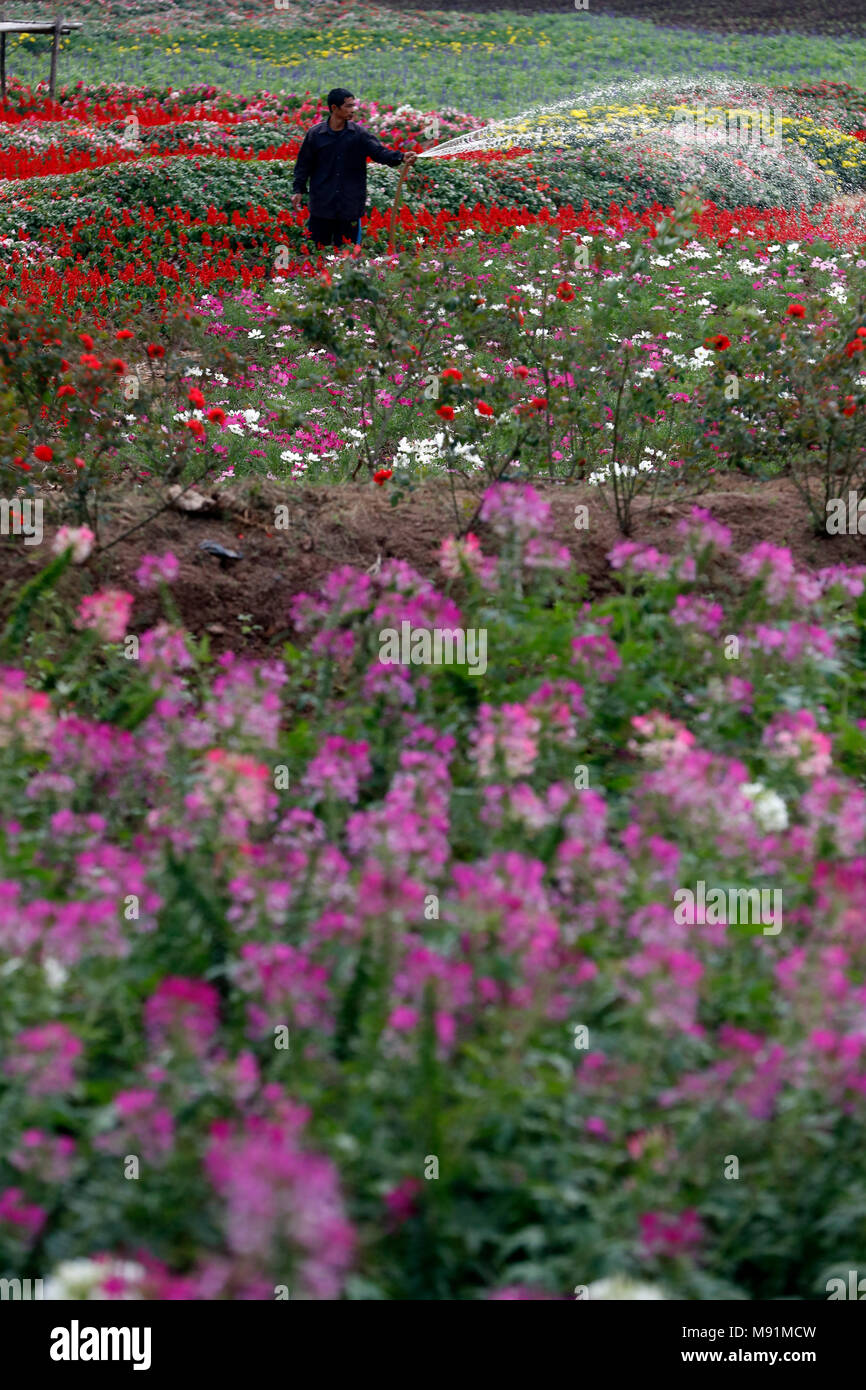 Flower field. Hanoi. Vietnam Stock Photo - Alamy