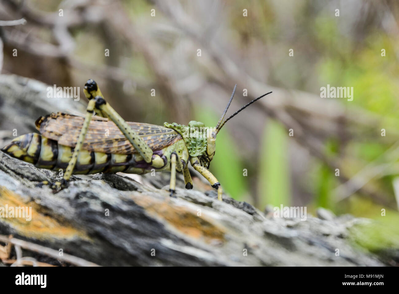 Black yellow striped grasshopper hi-res stock photography and images ...