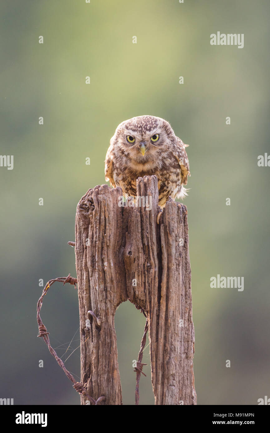 Owl looking back hi-res stock photography and images - Alamy