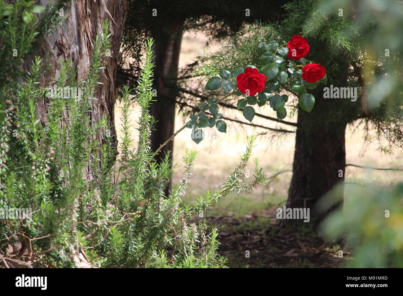 Three Red Roses Stock Photo - Alamy