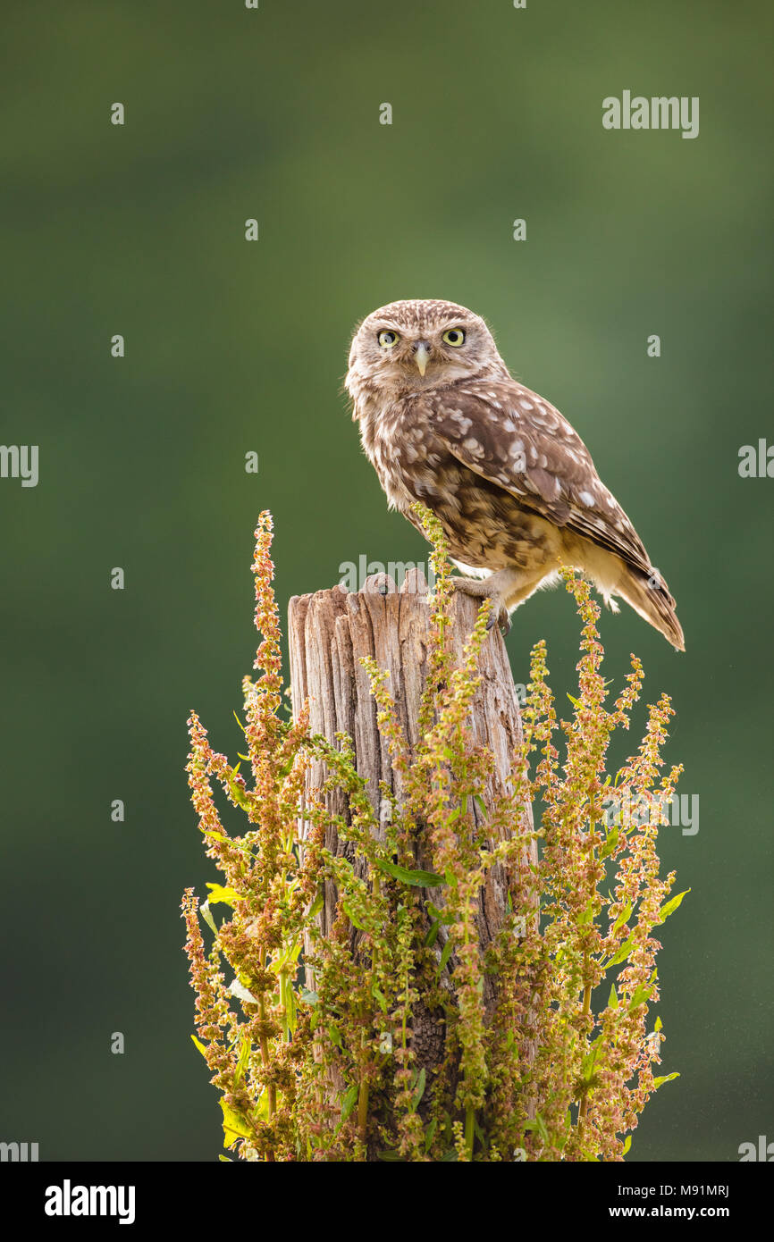 Straight wing hi-res stock photography and images - Alamy