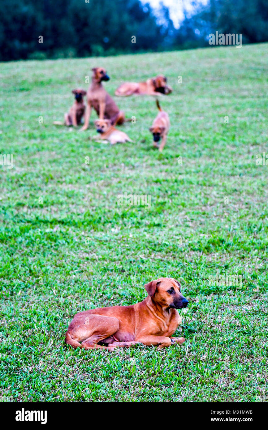 Cute loving family pet hi-res stock photography and images - Alamy