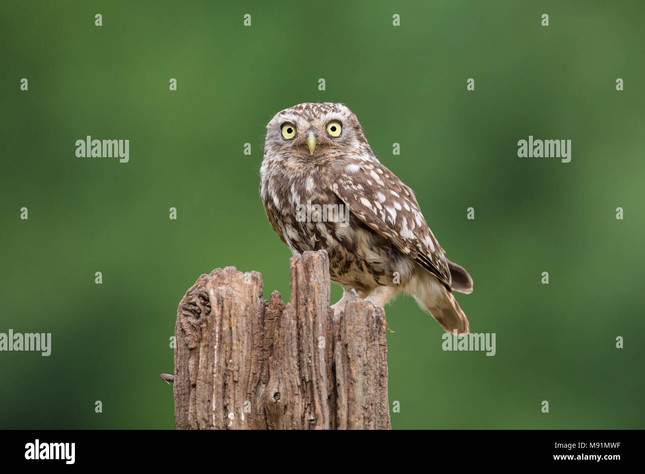 Surprised little bird hi-res stock photography and images - Alamy