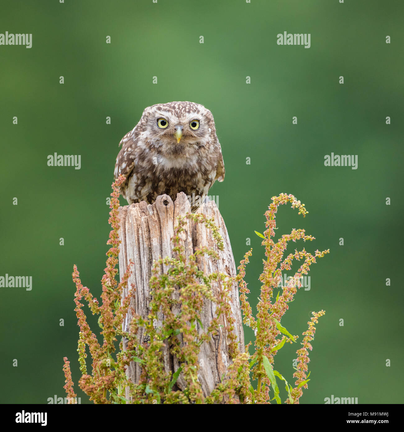 Perched little owl looking straight at the camera Stock Photo - Alamy