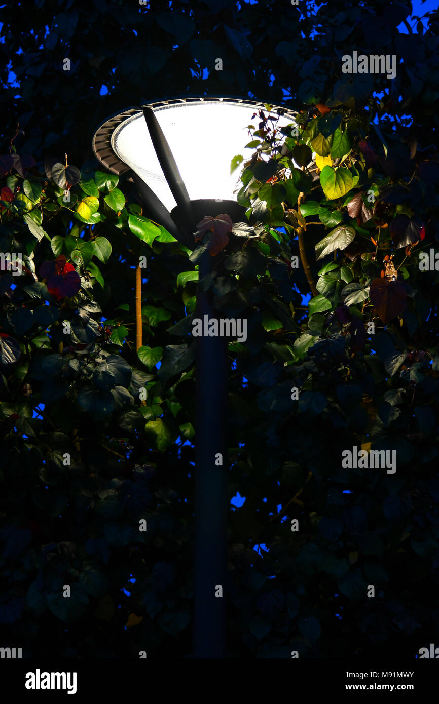 Midnight horror tree hi-res stock photography and images - Alamy