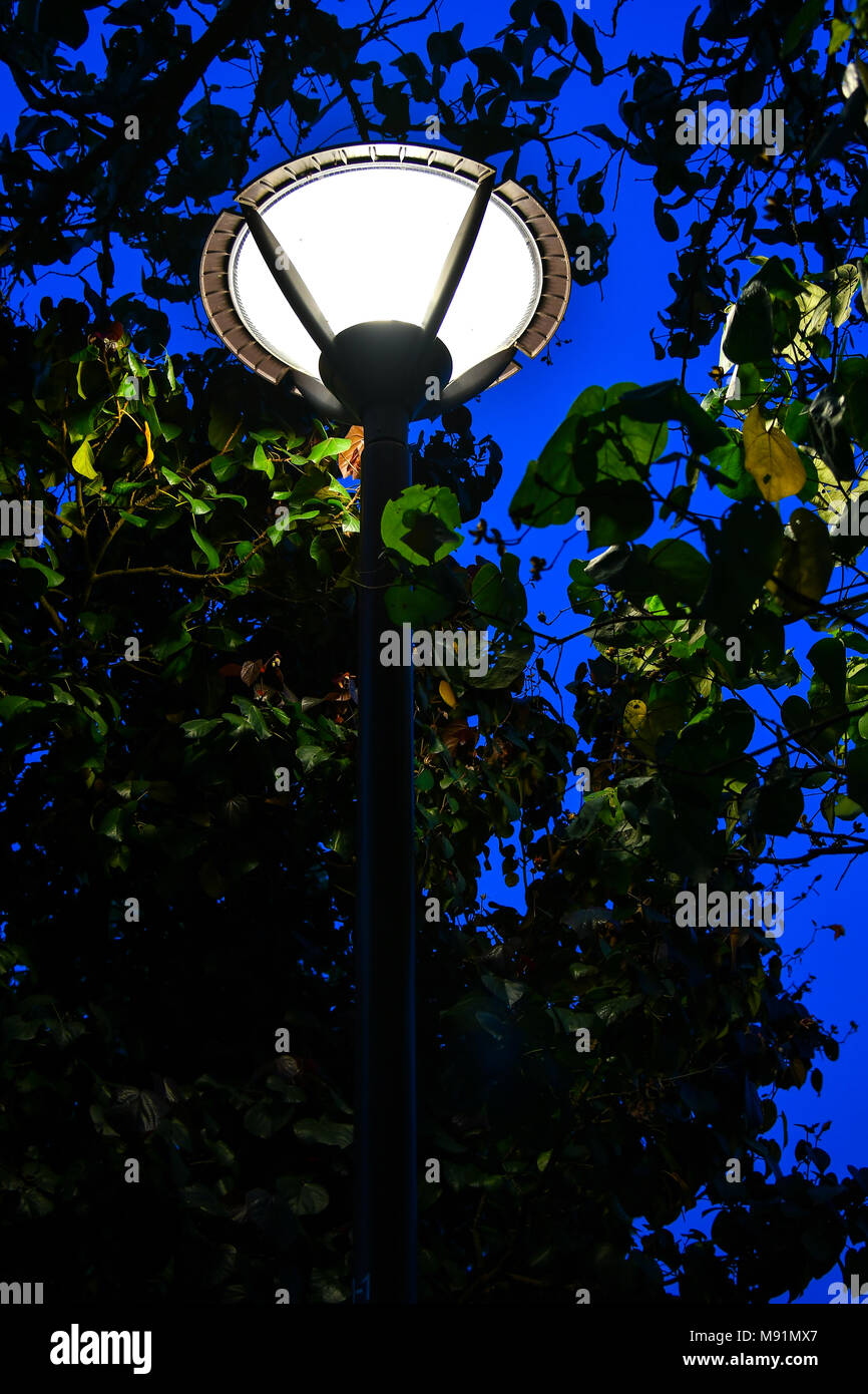 Tree leaves street lamp lit hi-res stock photography and images - Alamy