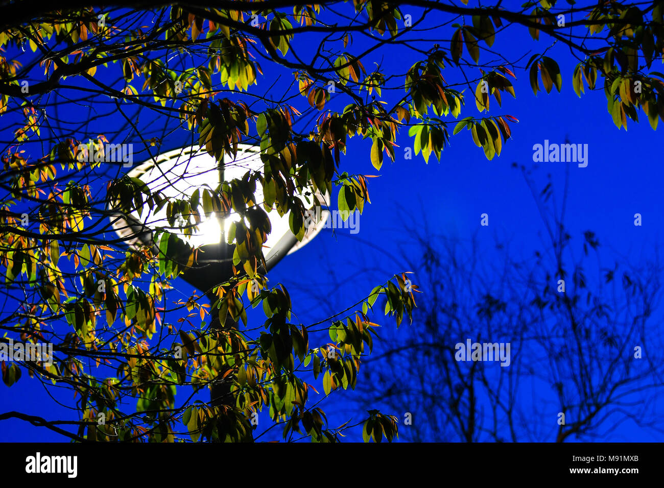 Midnight horror tree hi-res stock photography and images - Alamy