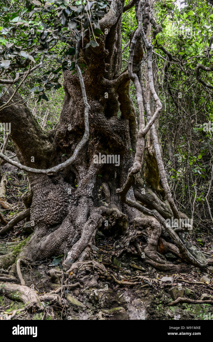 Gnarled tree roots africa hi-res stock photography and images - Alamy