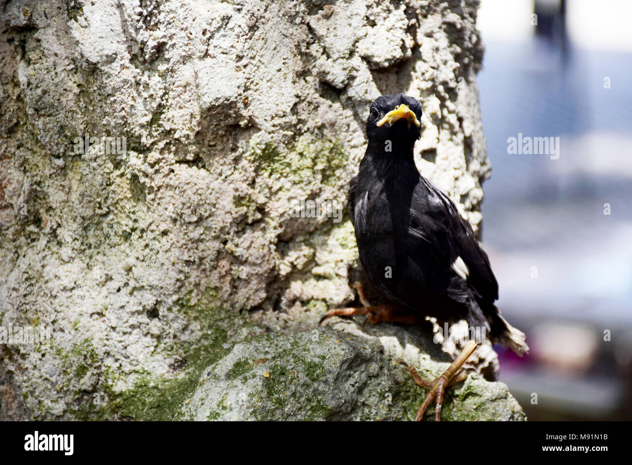 Australian common myna hi-res stock photography and images - Alamy