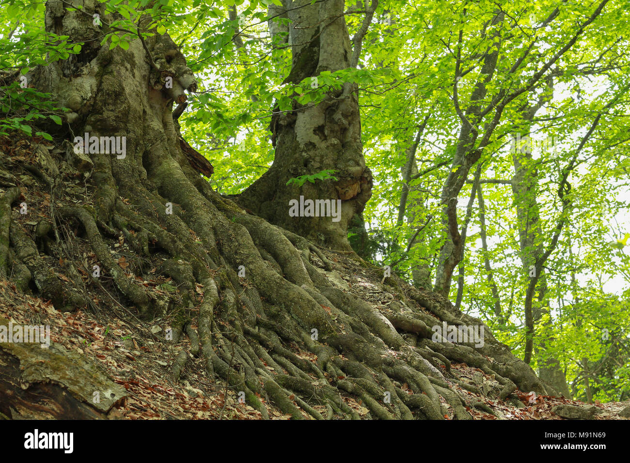 Tree roots covering hi-res stock photography and images - Alamy