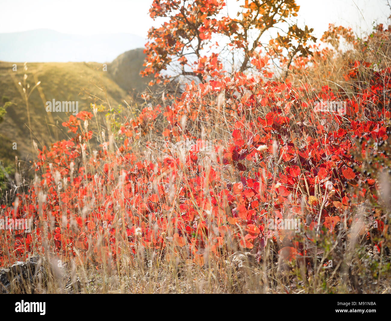 Dreamy fall pattern hi-res stock photography and images - Alamy