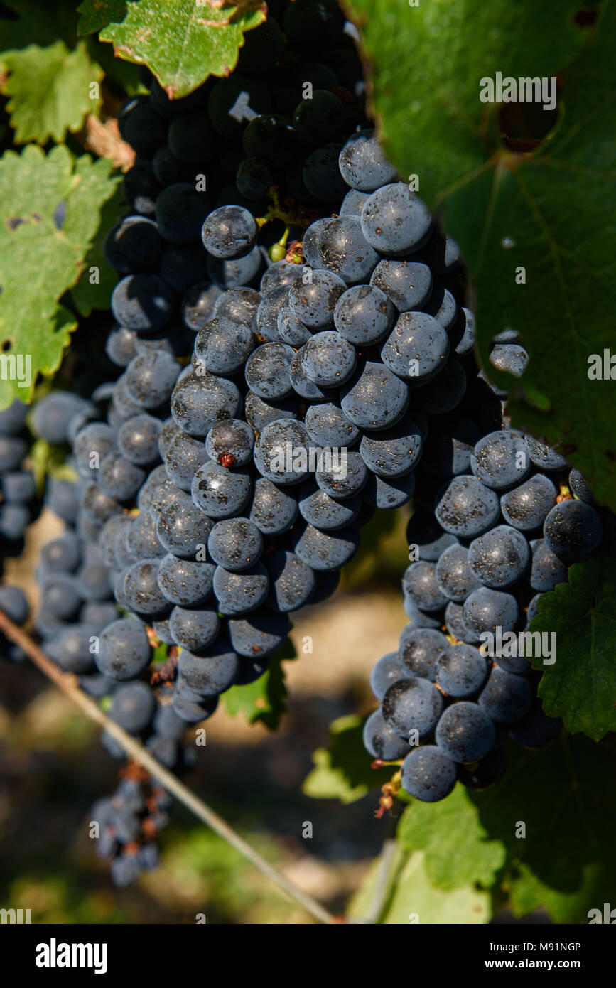 Grapes growing at vineyard in Bordeaux, France Stock Photo - Alamy