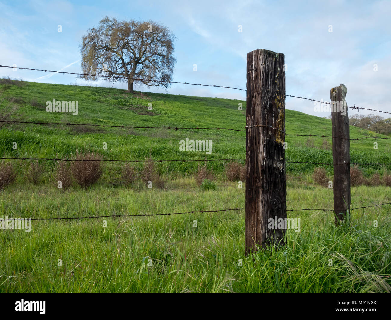 Tree tranches hi-res stock photography and images - Alamy