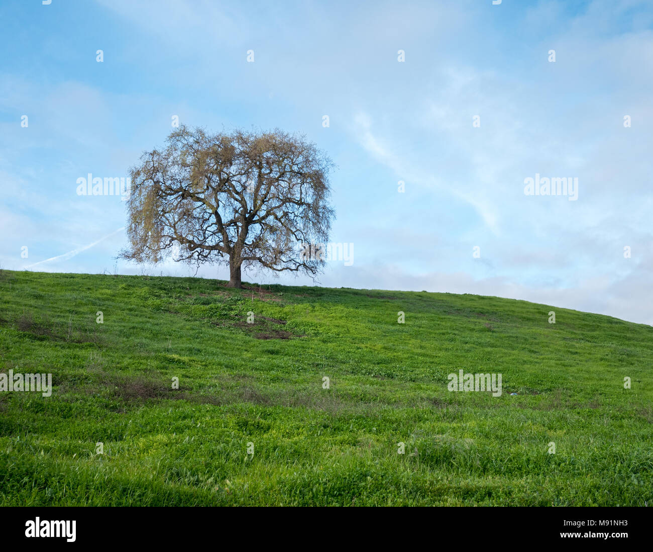 Tree tranches hi-res stock photography and images - Alamy