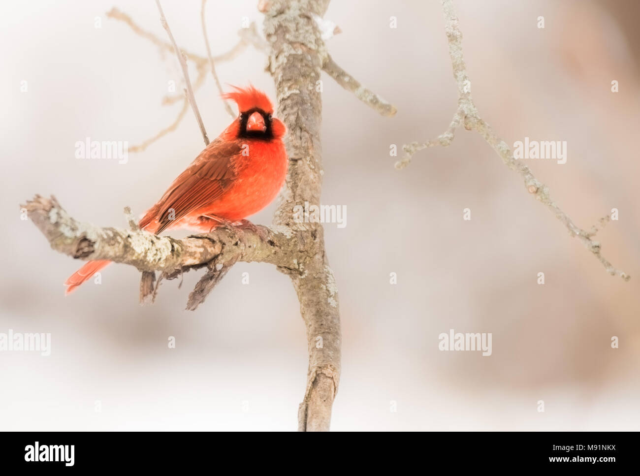 The male Northern Cardinal perched in Winter Stock Photo - Alamy