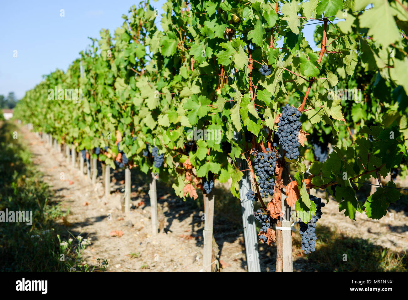 Grapes growing at vineyard in Bordeaux, France Stock Photo - Alamy