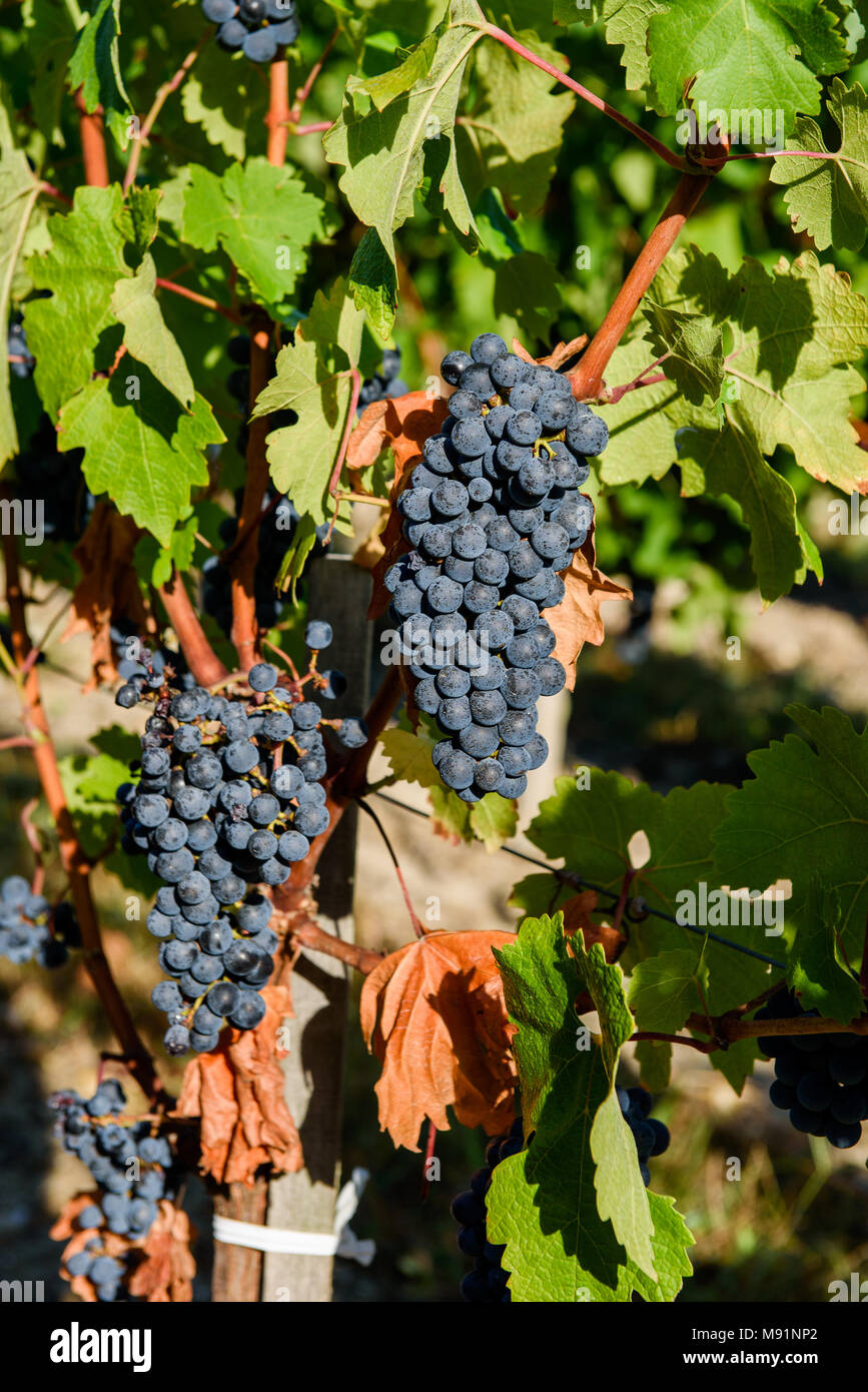 Grapes growing at vineyard in Bordeaux, France Stock Photo - Alamy