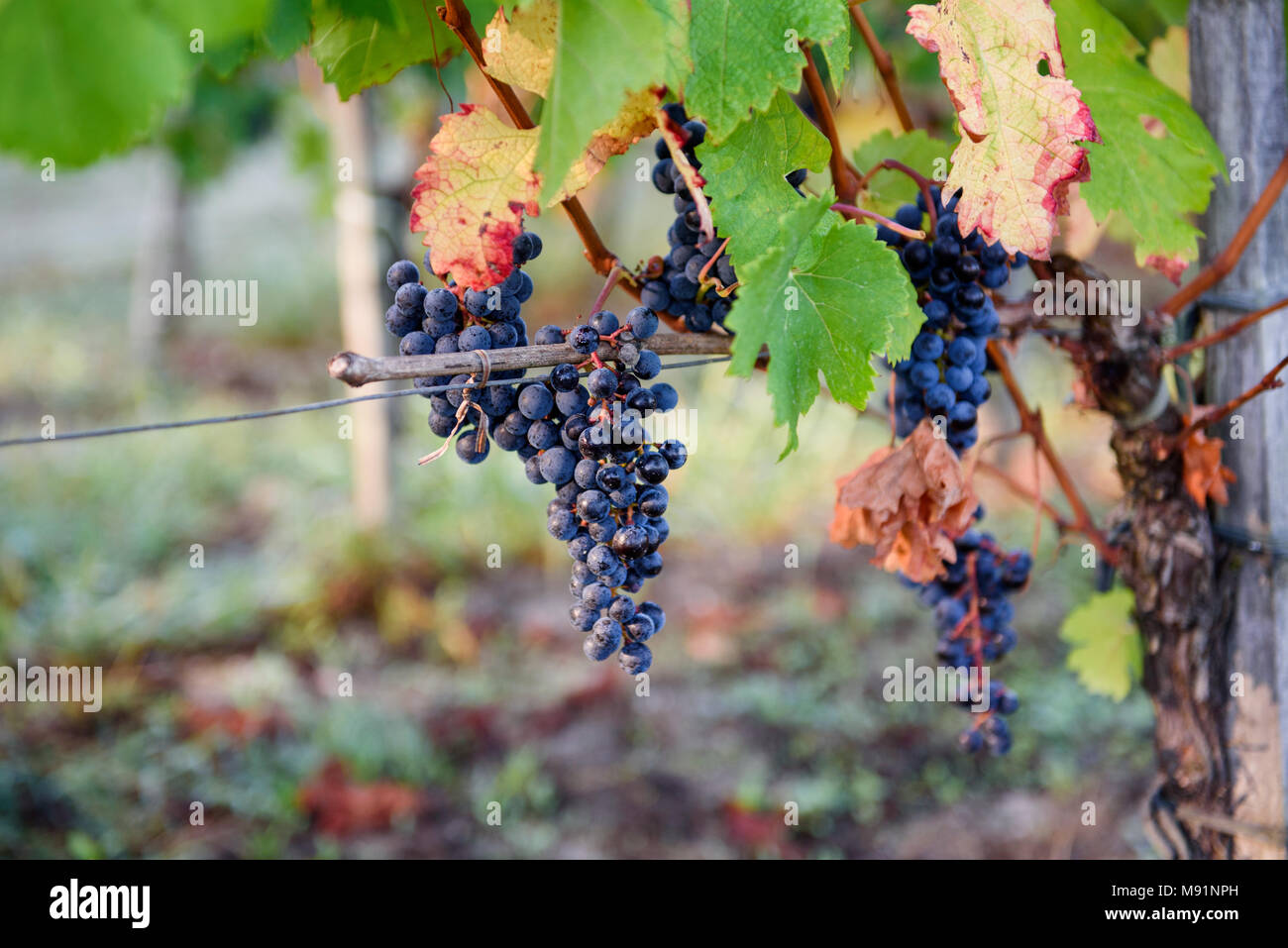 Grapes growing at vineyard in Bordeaux, France Stock Photo - Alamy