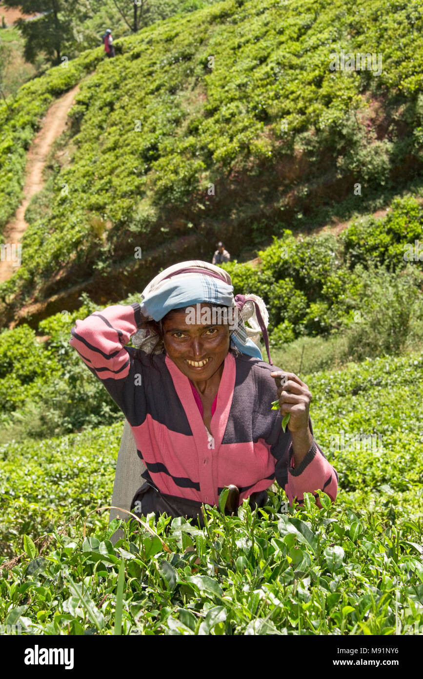 Female tea picker hi-res stock photography and images - Alamy